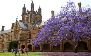 Jacarandas of HKU – Urbantrees of the World