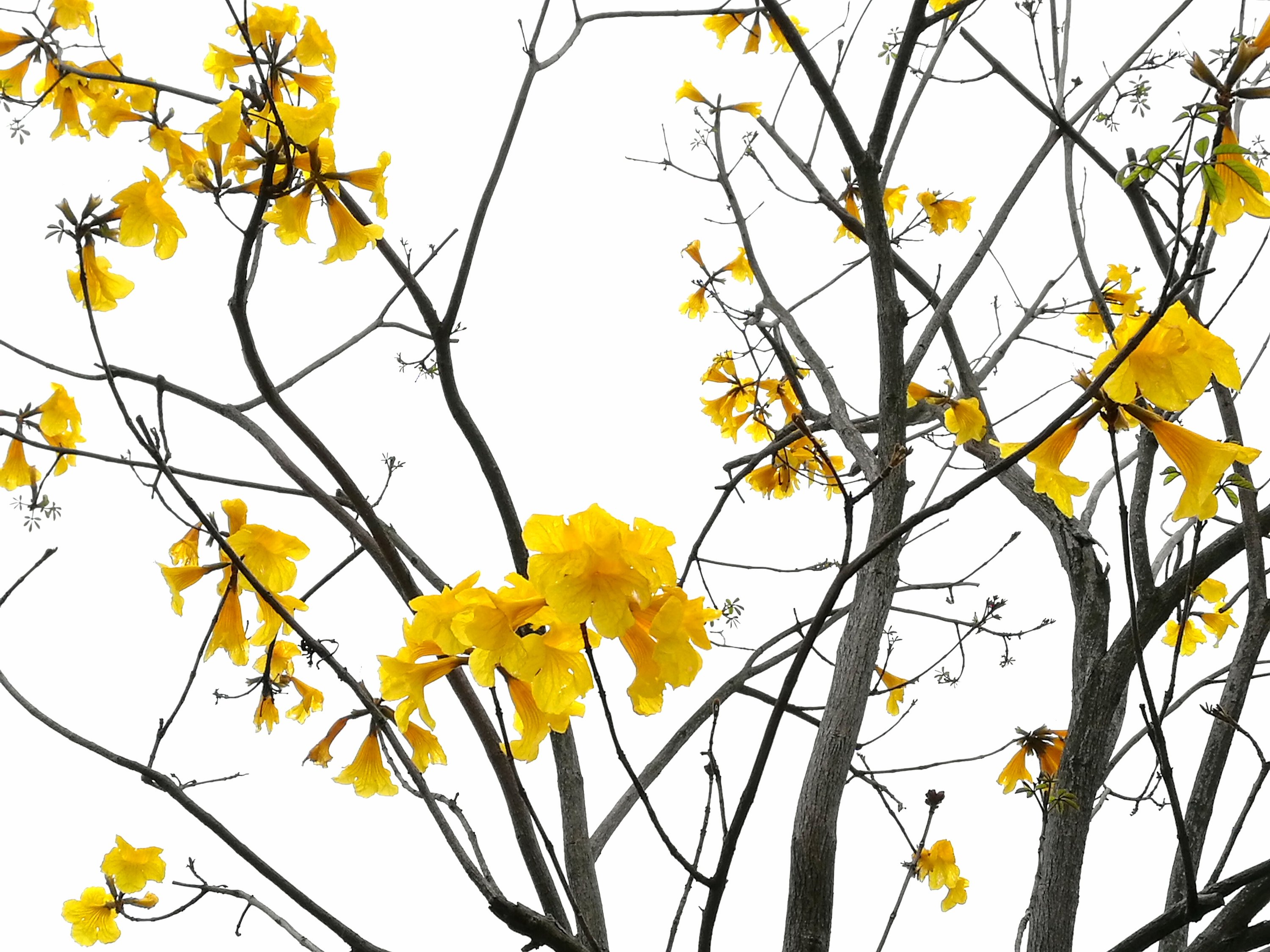 Gold Trumpets – Urbantrees of the World