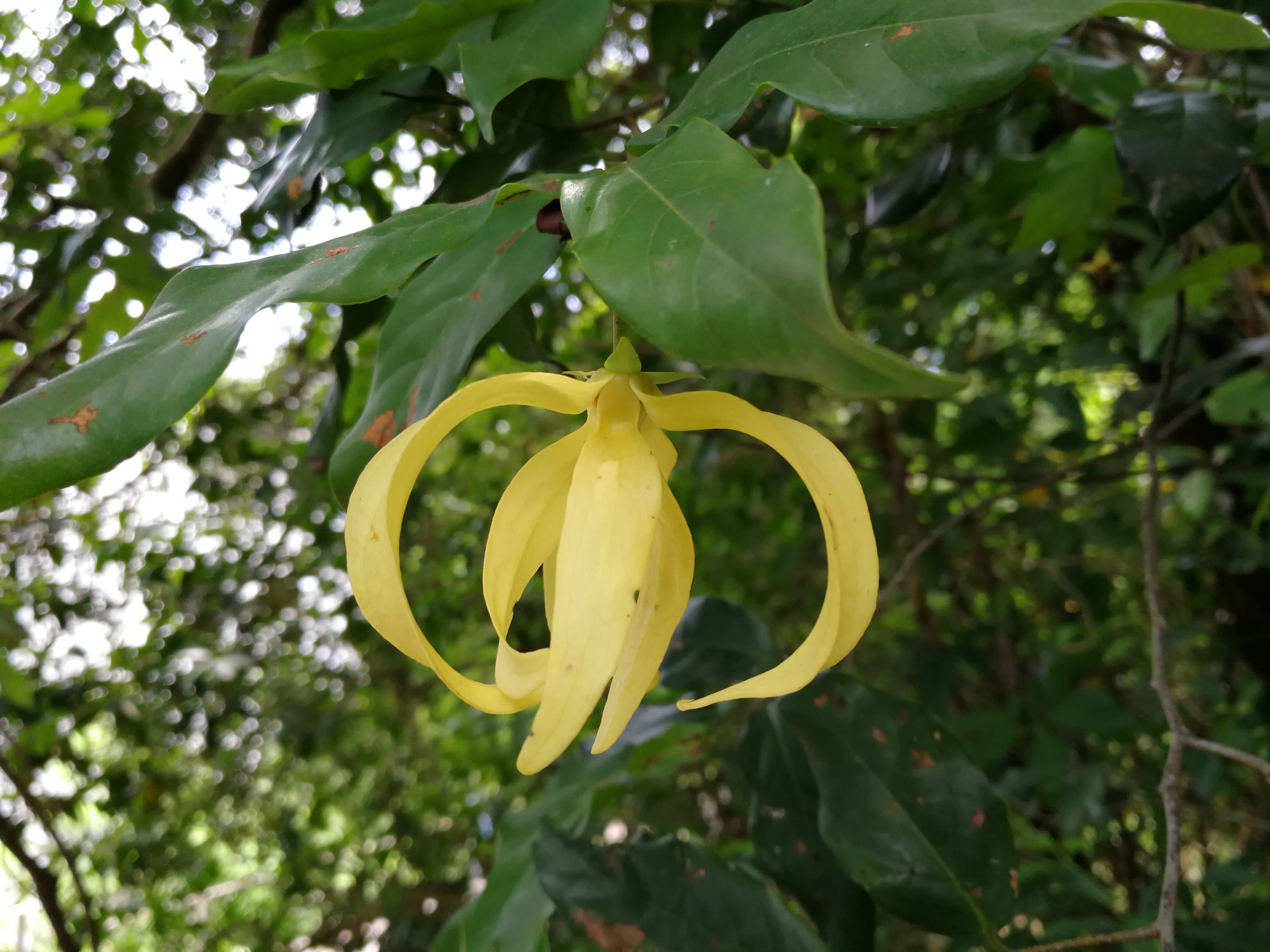 HK trees 02: Desmos Chinensis – Urbantrees of the World