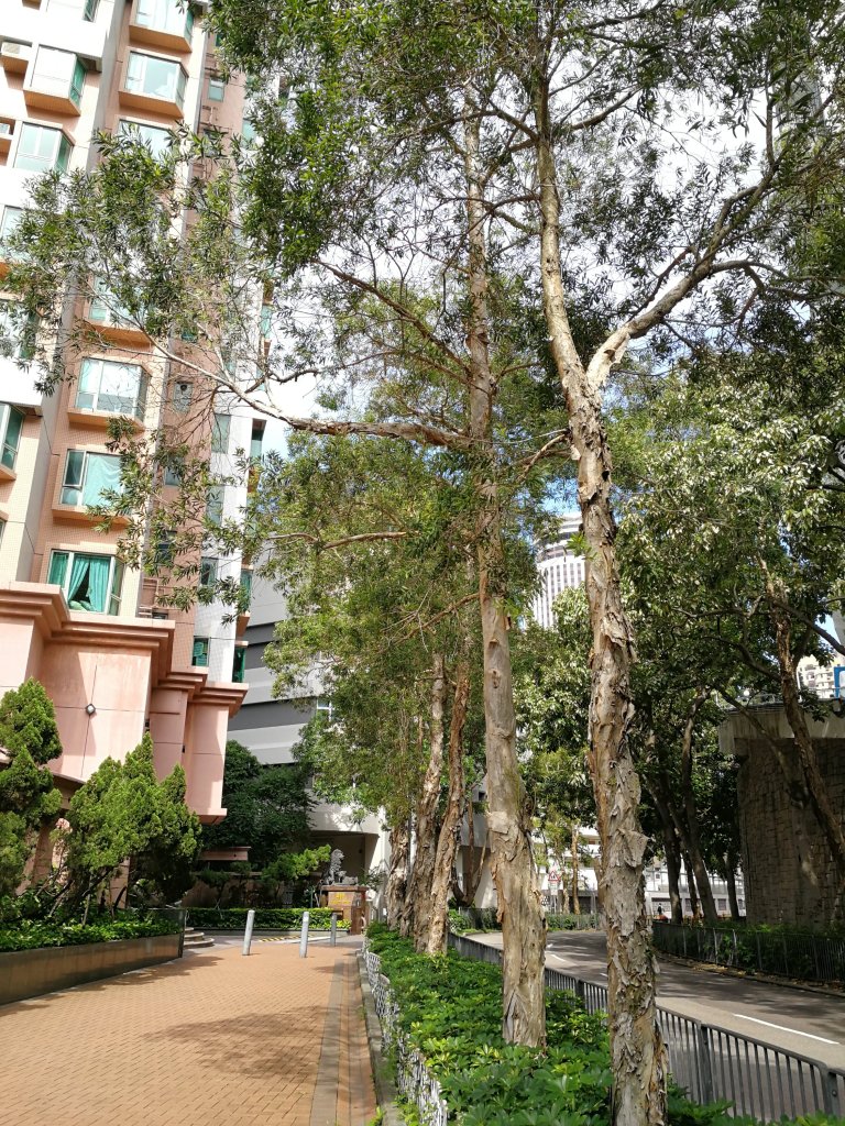 HK trees 03: Paperbark Tree – Urbantrees of the World