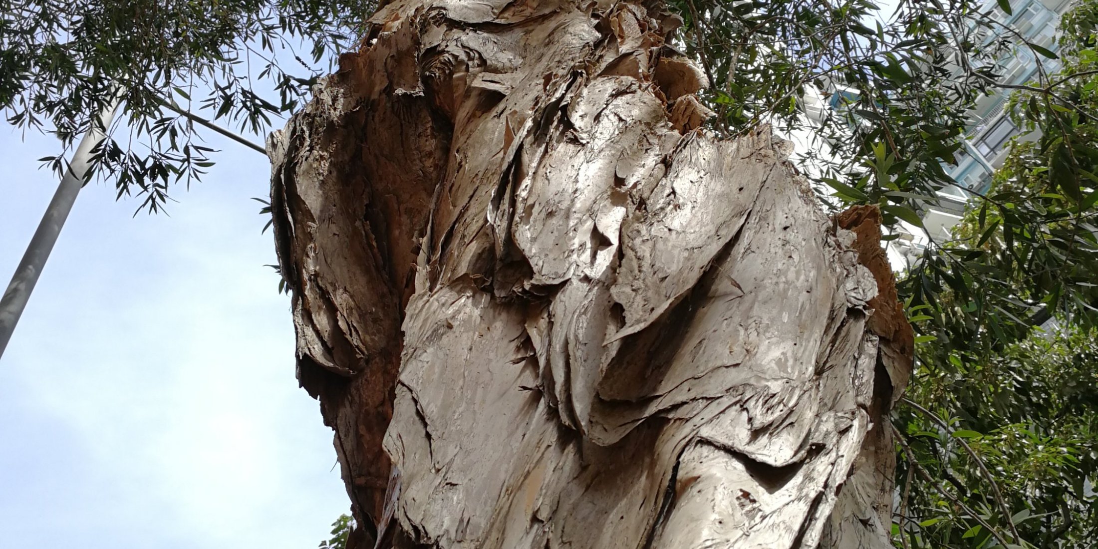 HK trees 03: Paperbark Tree – Urbantrees of the World