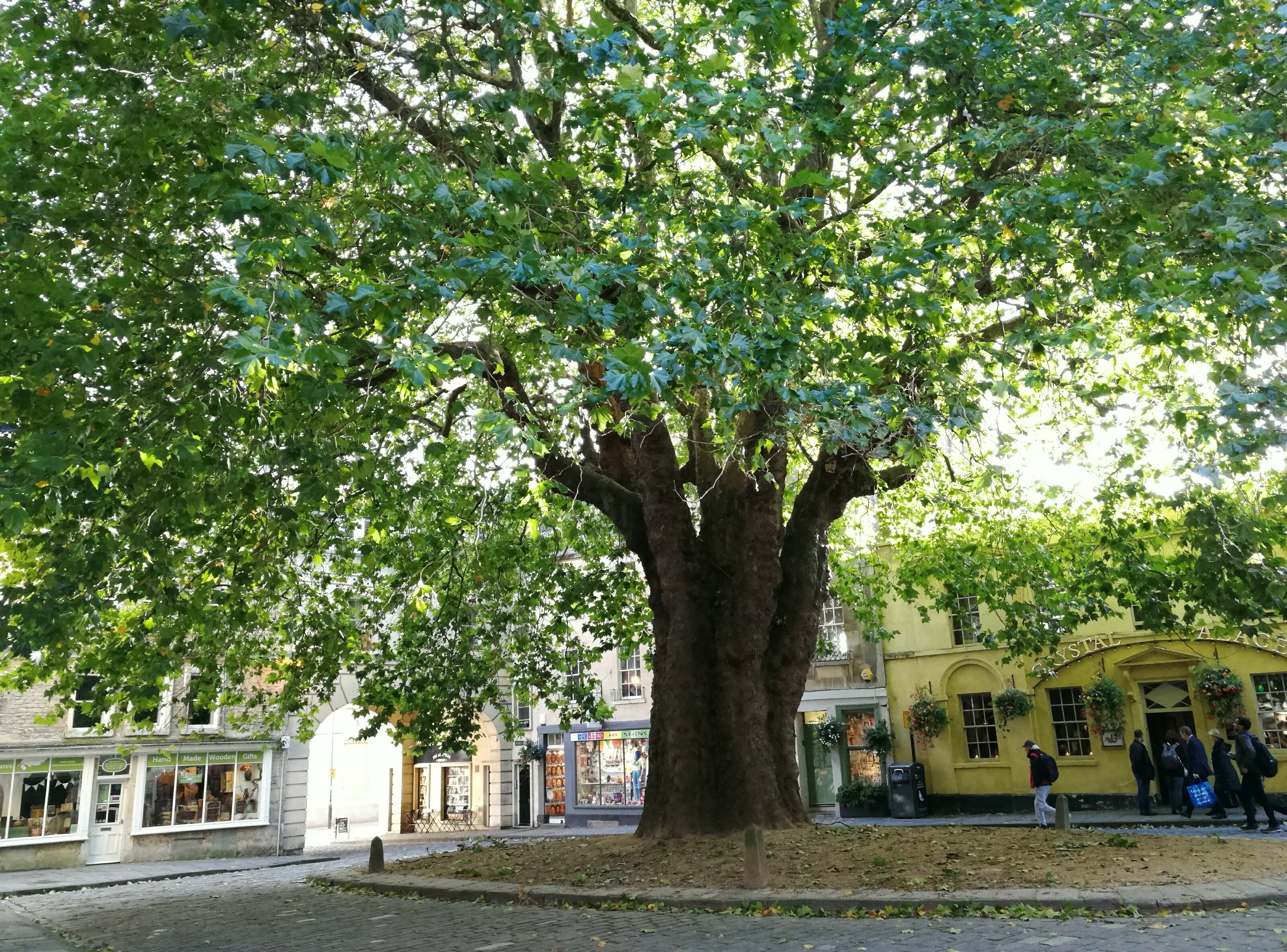 Townbuilders – Urbantrees of the World