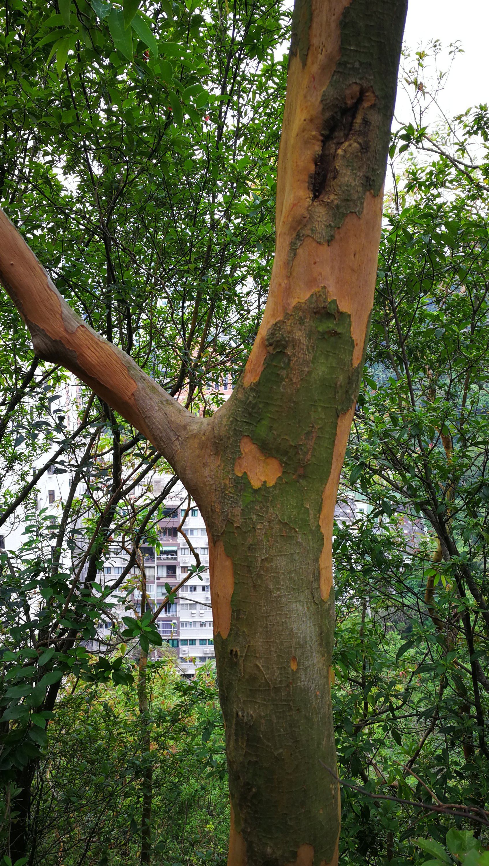 Photo of the day: Yellow Cow Wood – Urbantrees of the World