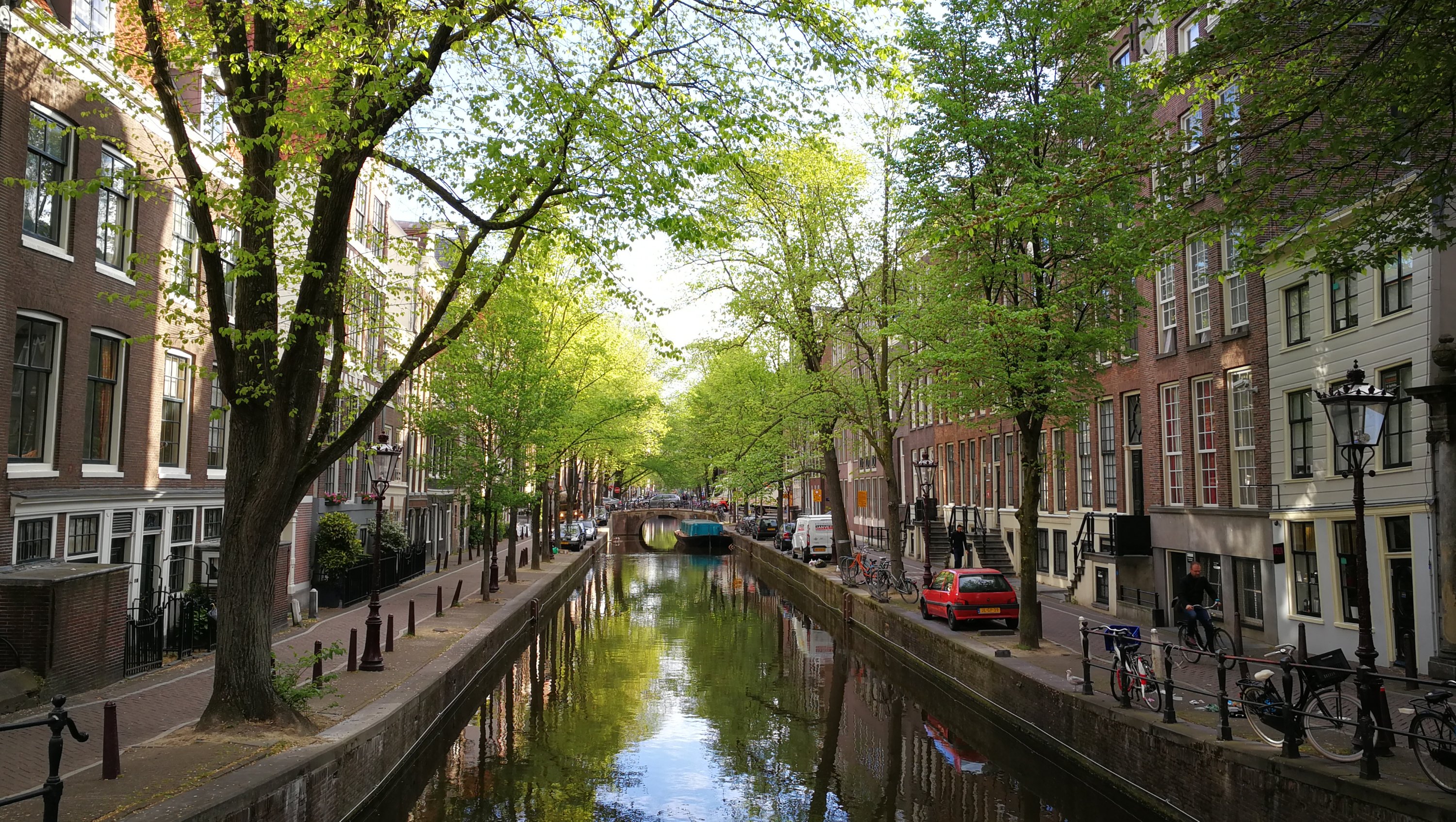 Photo of the day: Elms of Amsterdam – Urbantrees of the World