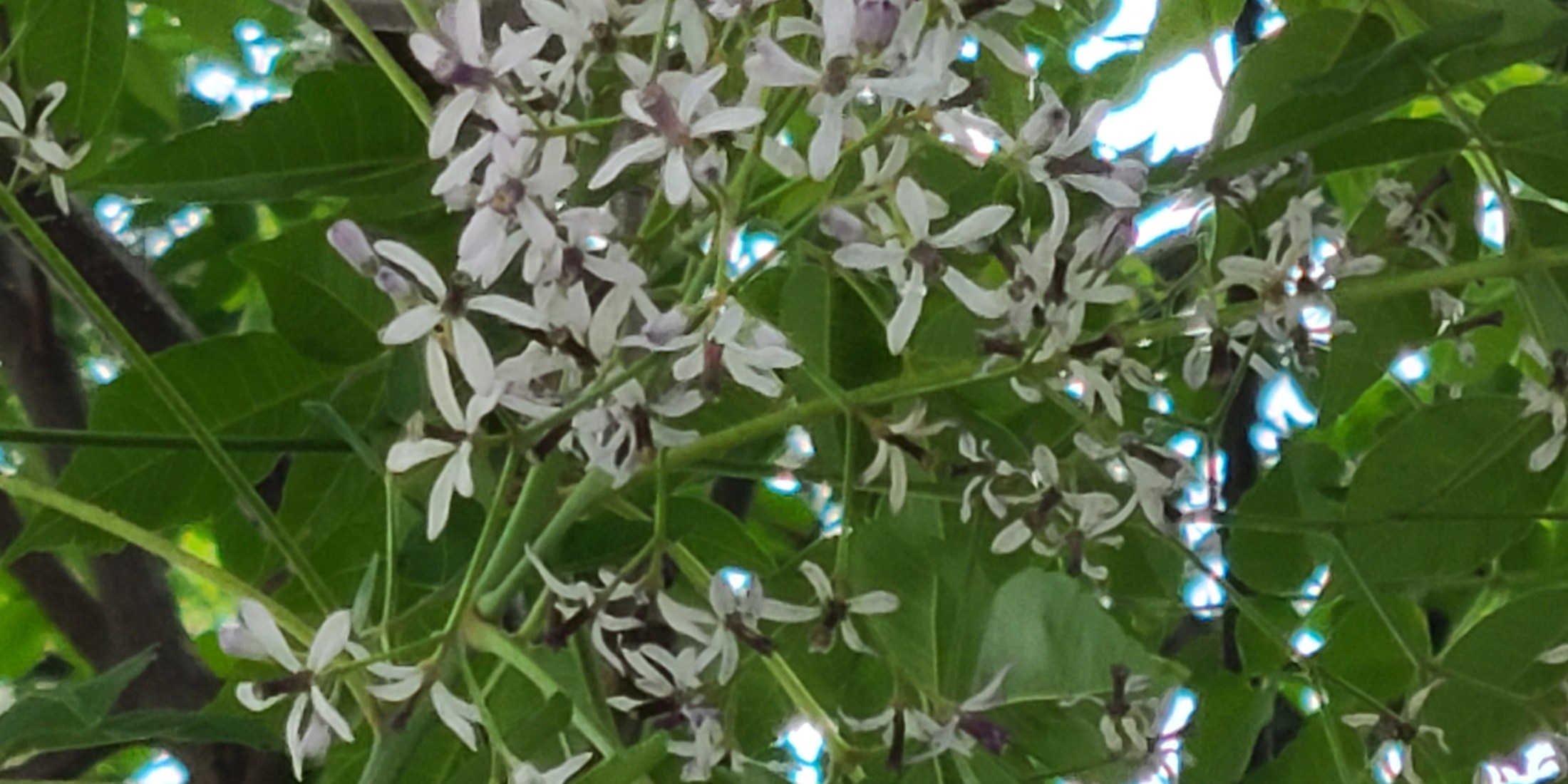 Chinaberry – Urbantrees of the World