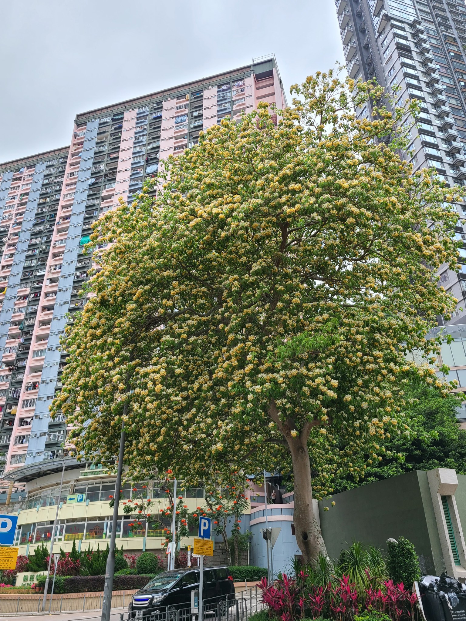 Spider blooms – Urbantrees of the World